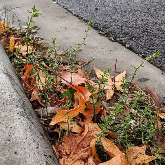 Wireweed or Hogweed (Polygonum aviculare) – Weeds of Melbourne