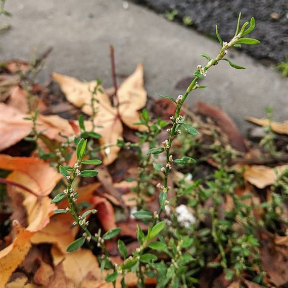 Wireweed or Hogweed (Polygonum aviculare) – Weeds of Melbourne