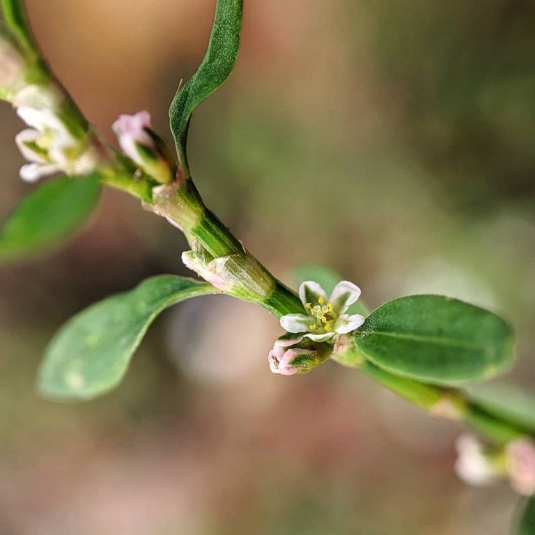 Wireweed or Hogweed (Polygonum aviculare) – Weeds of Melbourne