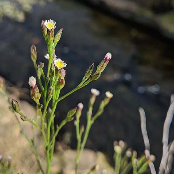 Annual Saltmarsh Aster or Aster-weed (Symphyotrichum subulatum) – Weeds ...