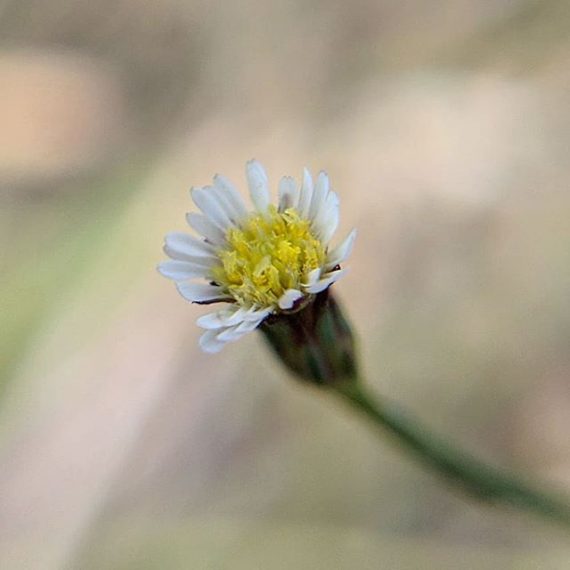 Annual Saltmarsh Aster or Aster-weed (Symphyotrichum subulatum) – Weeds ...