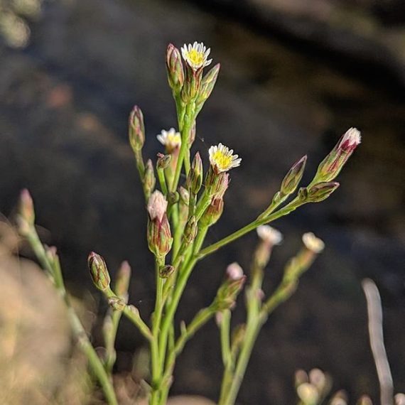 Annual Saltmarsh Aster or Aster-weed (Symphyotrichum subulatum) – Weeds ...