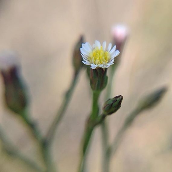 Annual Saltmarsh Aster or Aster-weed (Symphyotrichum subulatum) – Weeds ...