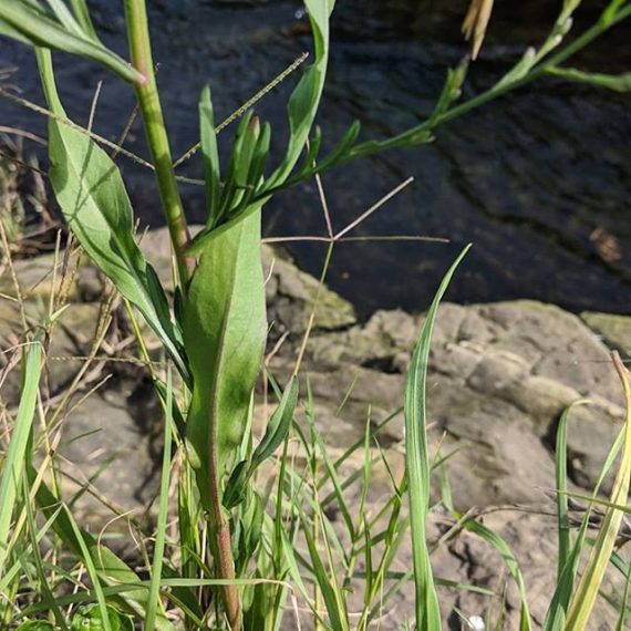 Annual Saltmarsh Aster or Aster-weed (Symphyotrichum subulatum) – Weeds ...