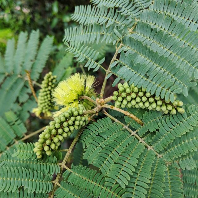 Cape Wattle (Paraserianthes lophantha) – Weeds of Melbourne