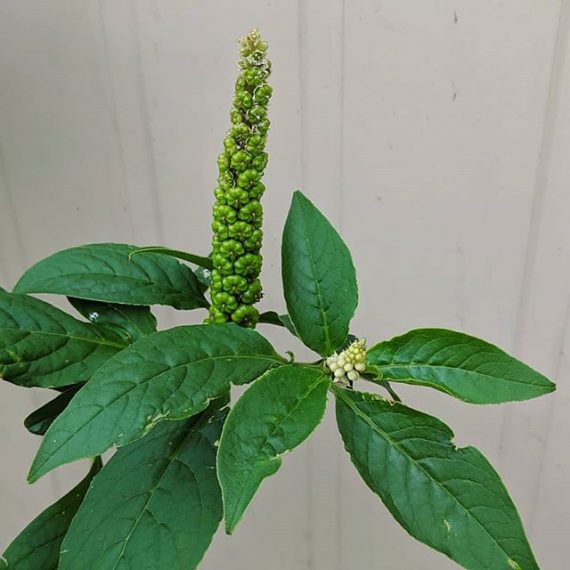 Inkweed (Phytolacca octandra) – Weeds of Melbourne