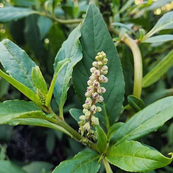 Inkweed (Phytolacca octandra) – Weeds of Melbourne