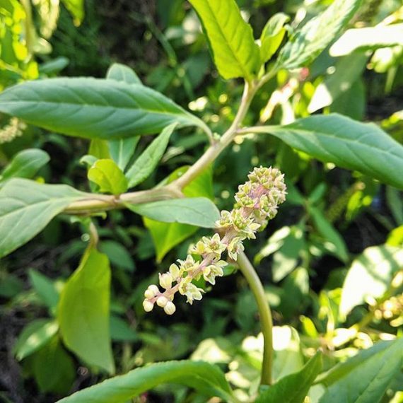 Inkweed (Phytolacca octandra) – Weeds of Melbourne