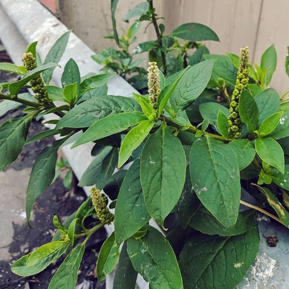 Inkweed (Phytolacca octandra) – Weeds of Melbourne