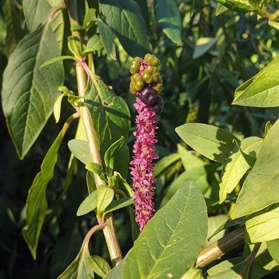 Inkweed (Phytolacca octandra) – Weeds of Melbourne