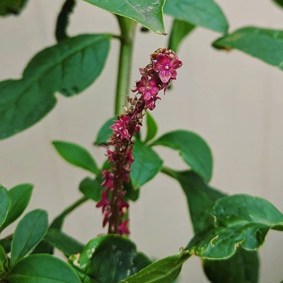 Inkweed (Phytolacca octandra) – Weeds of Melbourne