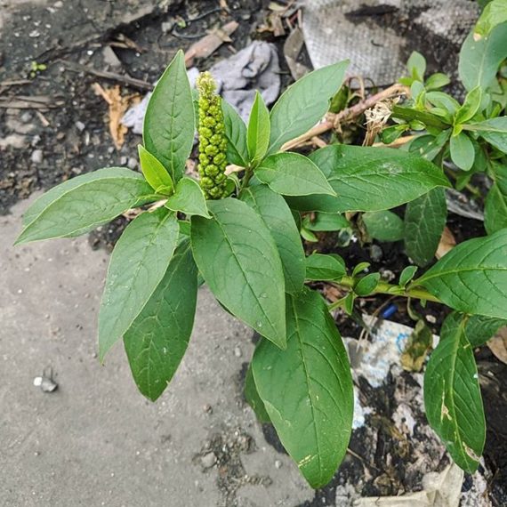 Inkweed (Phytolacca octandra) – Weeds of Melbourne