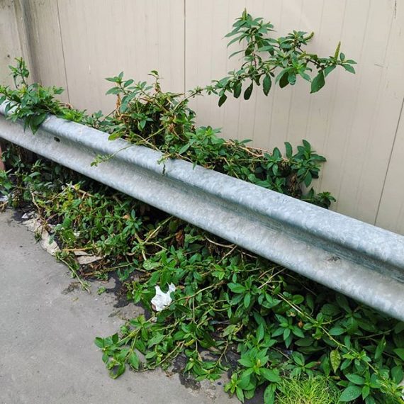 Inkweed (Phytolacca octandra) – Weeds of Melbourne