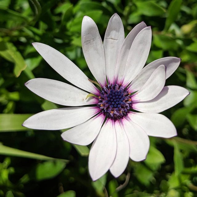Trailing African Daisy (Dimorphotheca fruticosa) – Weeds of Melbourne