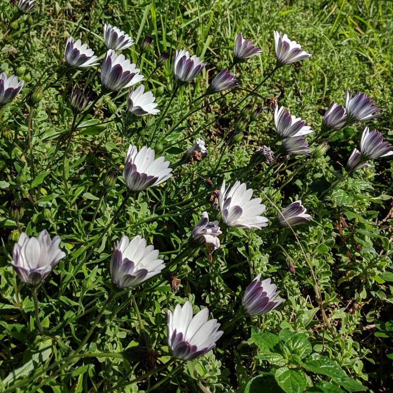 Trailing African Daisy (Dimorphotheca fruticosa) – Weeds of Melbourne