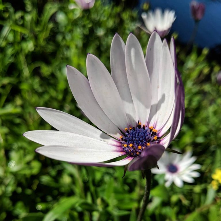 Trailing African Daisy (Dimorphotheca fruticosa) – Weeds of Melbourne
