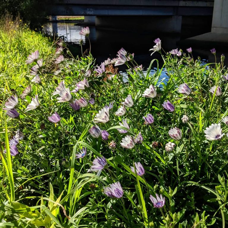 Trailing African Daisy (Dimorphotheca fruticosa) – Weeds of Melbourne