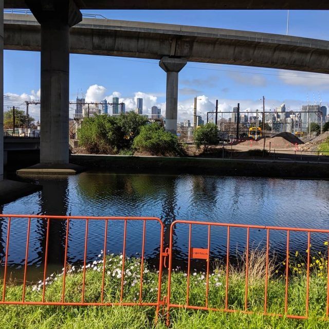 Trailing African Daisy (Dimorphotheca fruticosa) – Weeds of Melbourne
