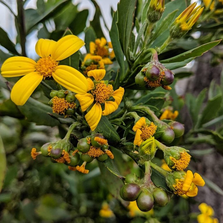 Asteraceae – Weeds of Melbourne