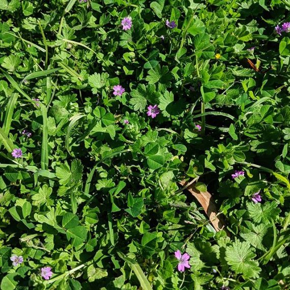 Dove’s-foot Crane’s-bill (Geranium molle) – Weeds of Melbourne