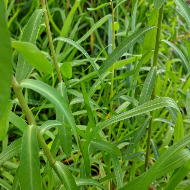 Geraldton Carnation Weed (Euphorbia terracina) – Weeds of Melbourne