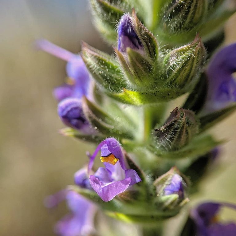 Wild Sage (Salvia verbenaca) – Weeds of Melbourne