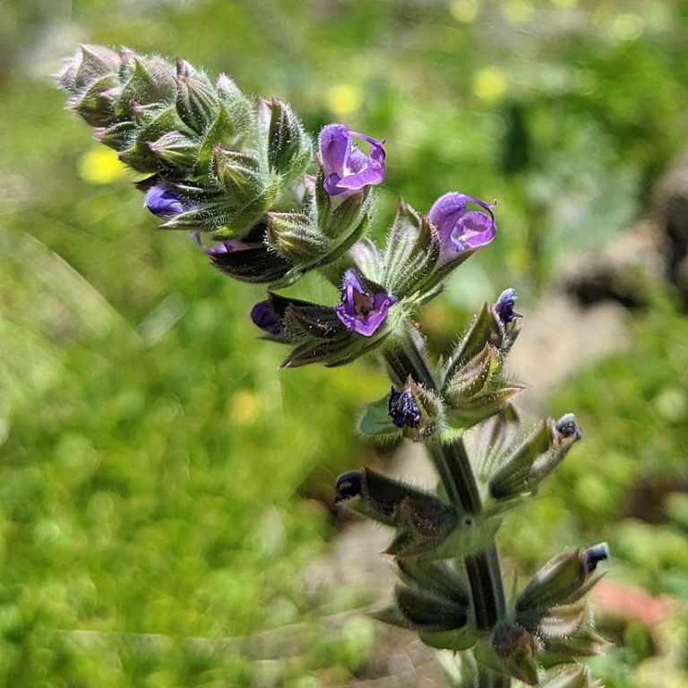 Wild Sage (Salvia verbenaca) – Weeds of Melbourne