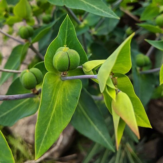 Caper Spurge (Euphorbia lathyris) – Weeds of Melbourne
