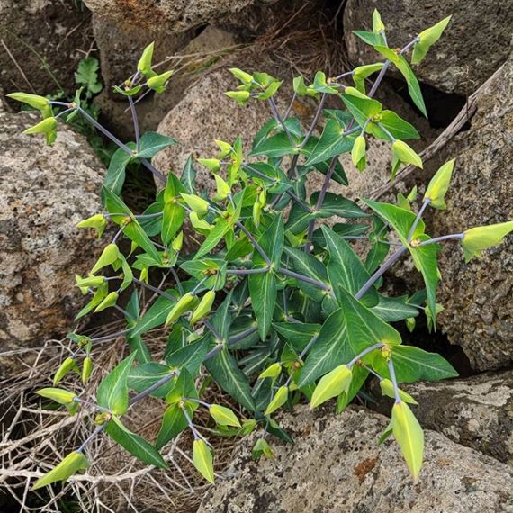 Caper Spurge (Euphorbia lathyris) – Weeds of Melbourne