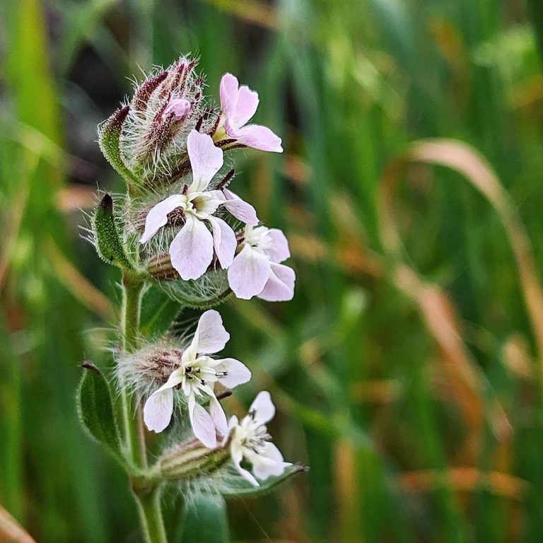 Common Catchfly (Silene gallica) – Weeds of Melbourne
