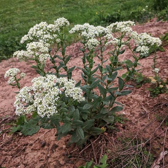 Hoary Cress (Lepidium draba) – Weeds of Melbourne