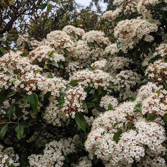 Laurestinus/Laurustinus (Viburnum tinus) – Weeds of Melbourne
