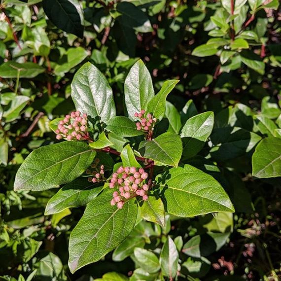 Laurestinus/Laurustinus (Viburnum tinus) – Weeds of Melbourne