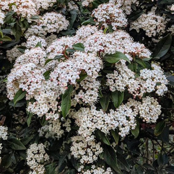 Laurestinus/Laurustinus (Viburnum tinus) – Weeds of Melbourne