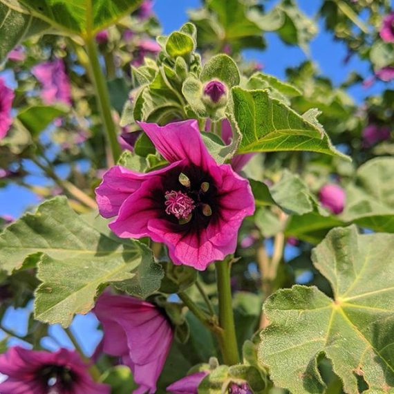 Tree Mallow (Malva arborea) – Weeds of Melbourne