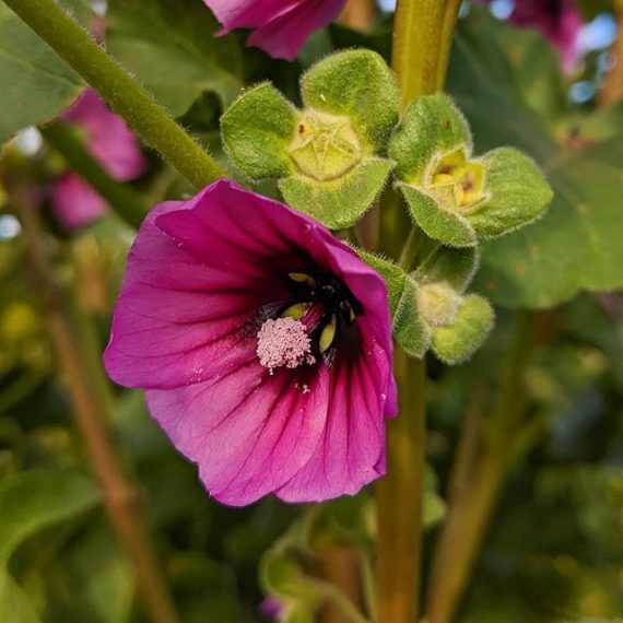 Tree Mallow (Malva arborea) – Weeds of Melbourne
