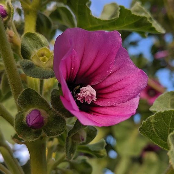 Tree Mallow (Malva arborea) – Weeds of Melbourne