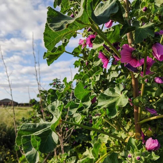 Tree Mallow (Malva arborea) – Weeds of Melbourne