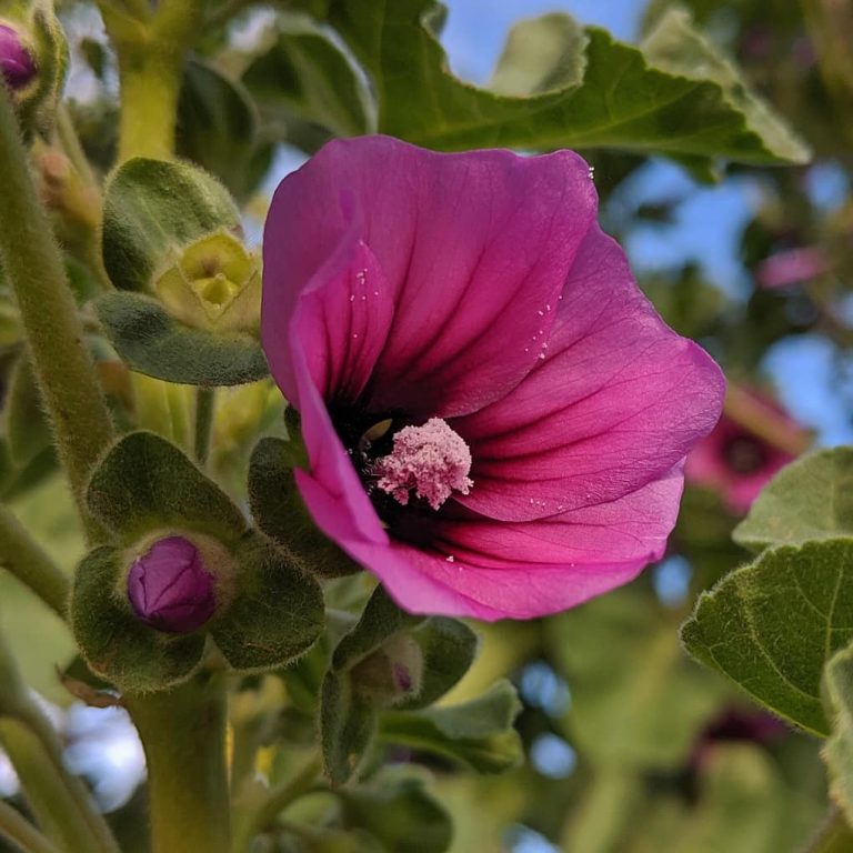 Tree Mallow (Malva arborea) – Weeds of Melbourne