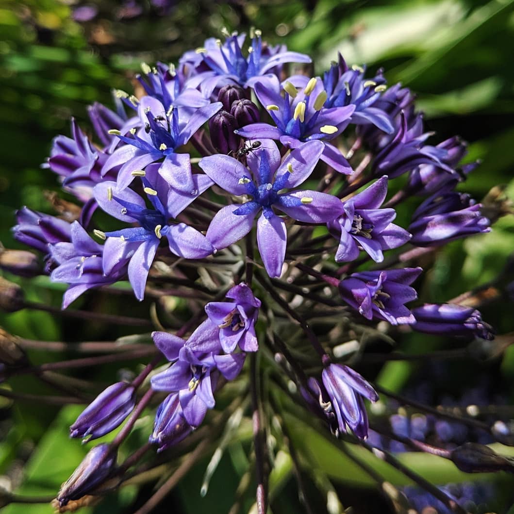 ‘Peruvian’ Squill (Scilla peruviana) – Weeds of Melbourne