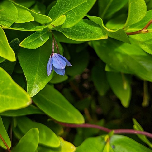 Bluebell Creeper (Billardiera fusiformis) – Weeds of Melbourne