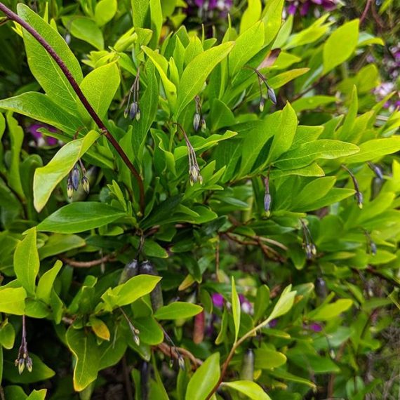 Bluebell Creeper (Billardiera fusiformis) – Weeds of Melbourne