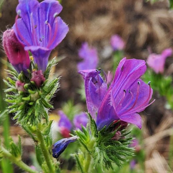 Paterson’s Curse (Echium plantagineum) – Weeds of Melbourne