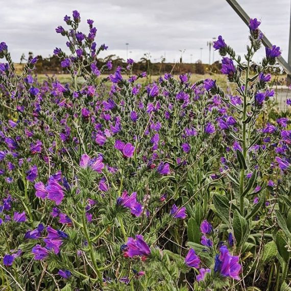 Paterson’s Curse (Echium plantagineum) – Weeds of Melbourne