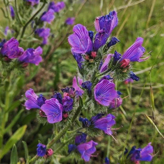 Paterson’s Curse (Echium plantagineum) – Weeds of Melbourne