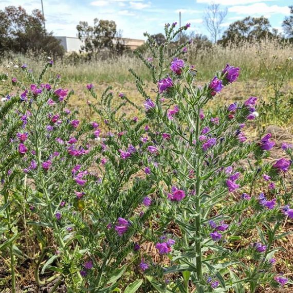 Paterson’s Curse (Echium plantagineum) – Weeds of Melbourne