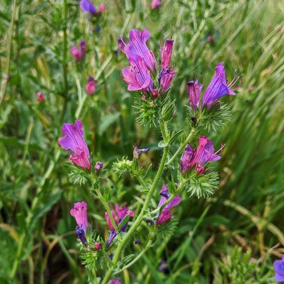 Paterson’s Curse (Echium plantagineum) – Weeds of Melbourne