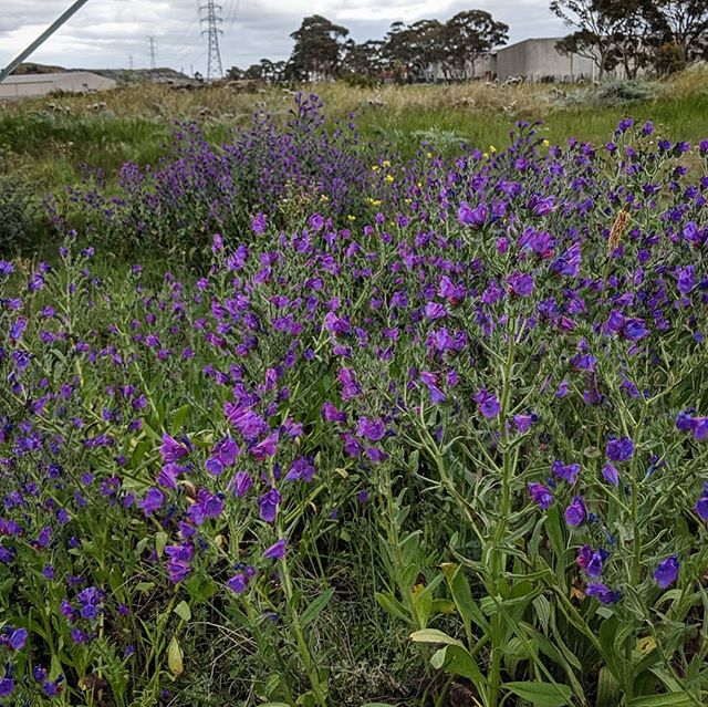 Paterson’s Curse (Echium plantagineum) – Weeds of Melbourne