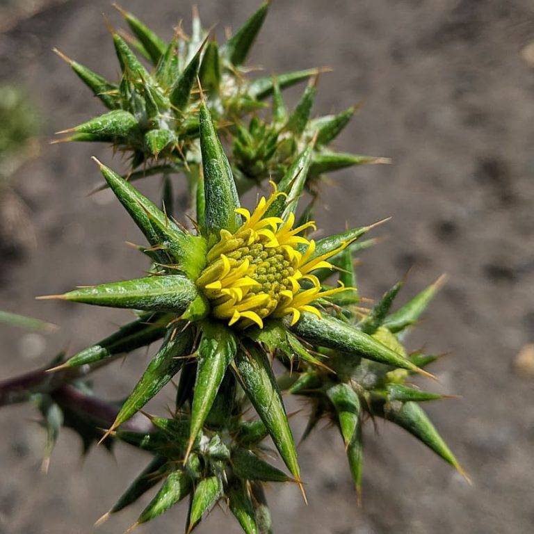 African Thistle (Berkheya rigida) – Weeds of Melbourne