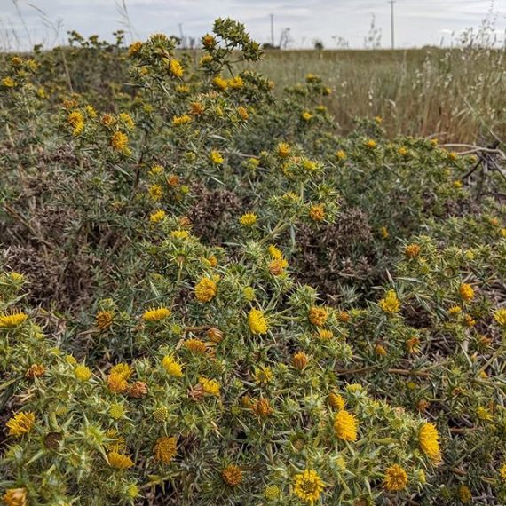 African Thistle (Berkheya rigida) – Weeds of Melbourne